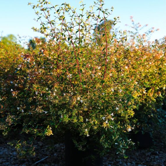 Green Valley Farms | Evergreen (Shrubs)