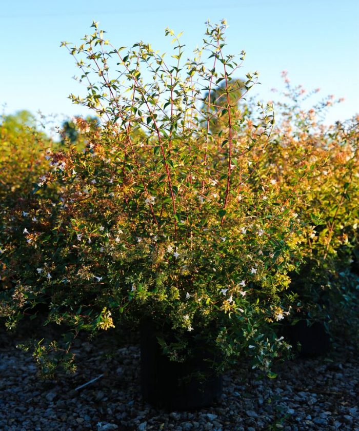 Green Valley Farms | Abelia Glossy