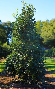 Green Valley Farms | Holly Emily Brunner