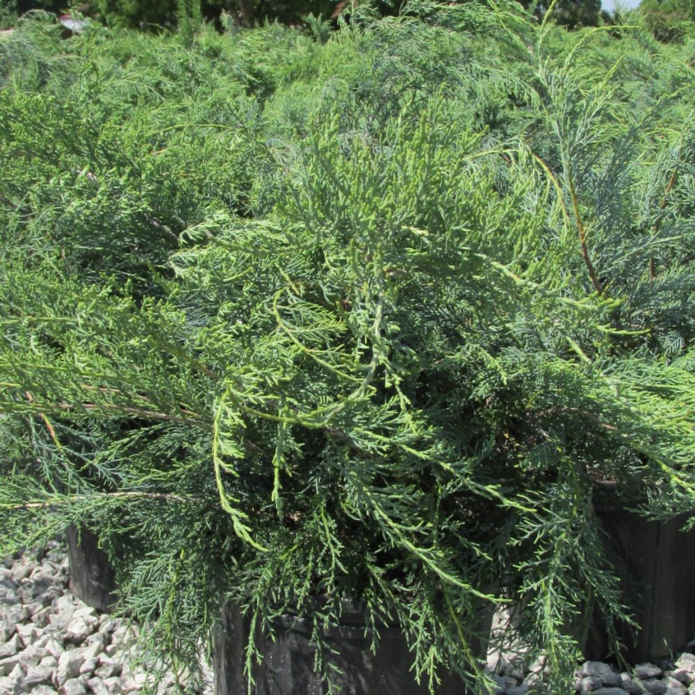Green Valley Farms | Evergreen (Shrubs)