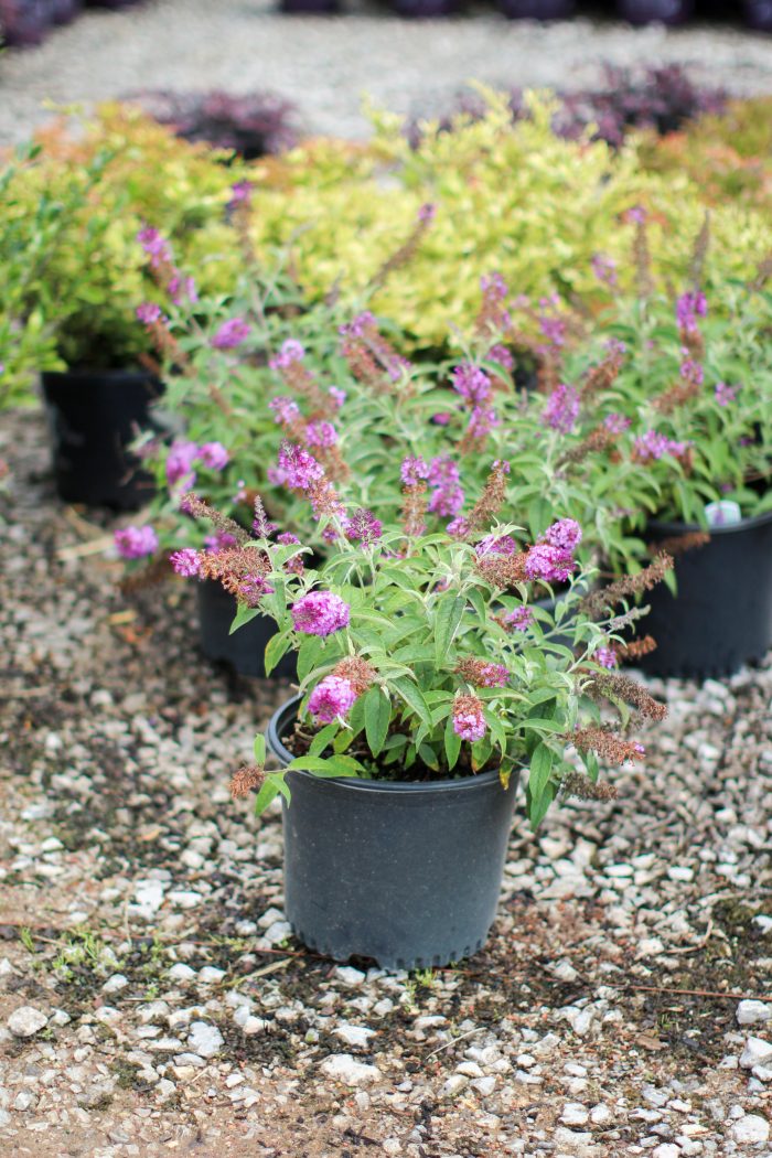 Green Valley Farms | Butterfly Bush