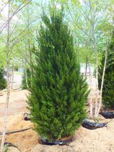 Green Valley Farms | Juniper Idyllwild