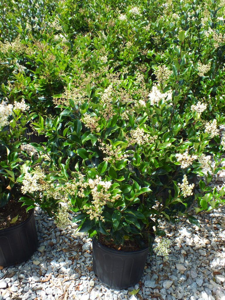 Green Valley Farms | Ligustrum