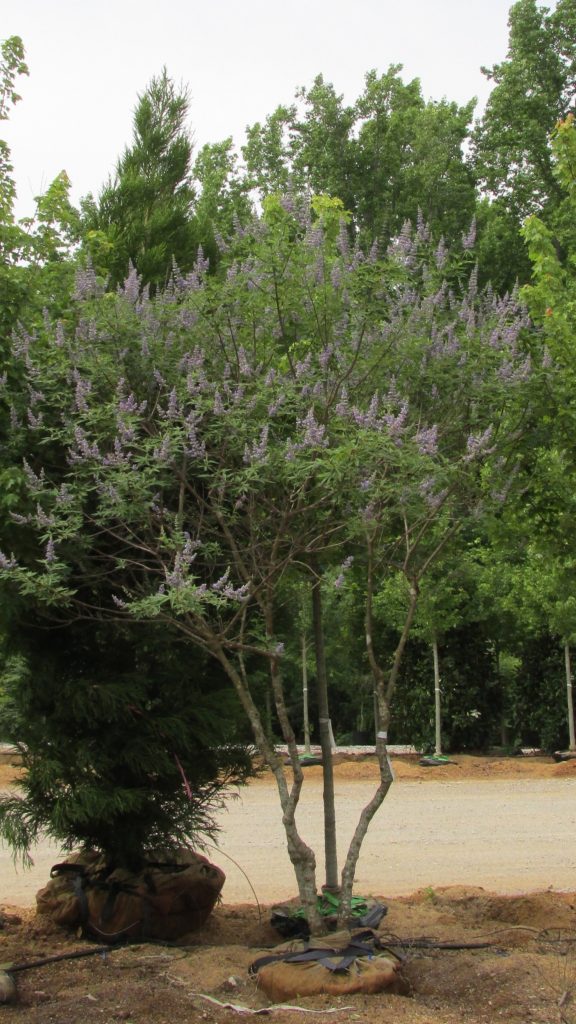Green Valley Farms | Vitex