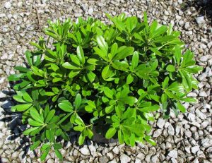 Green Valley Farms | Pittisporum Wheeler’s Dwarf