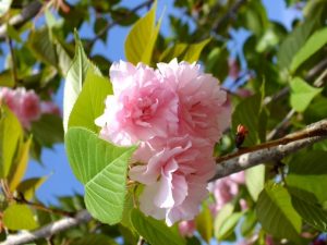 Green Valley Farms | Cherry Kwanzan